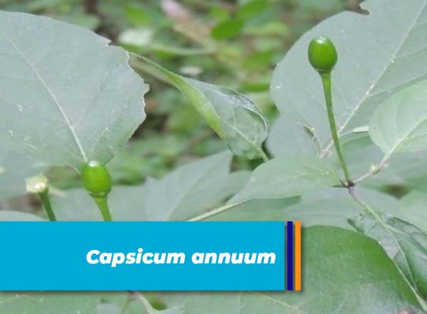 Argemone mexicana – Biodiversidad El Marqués