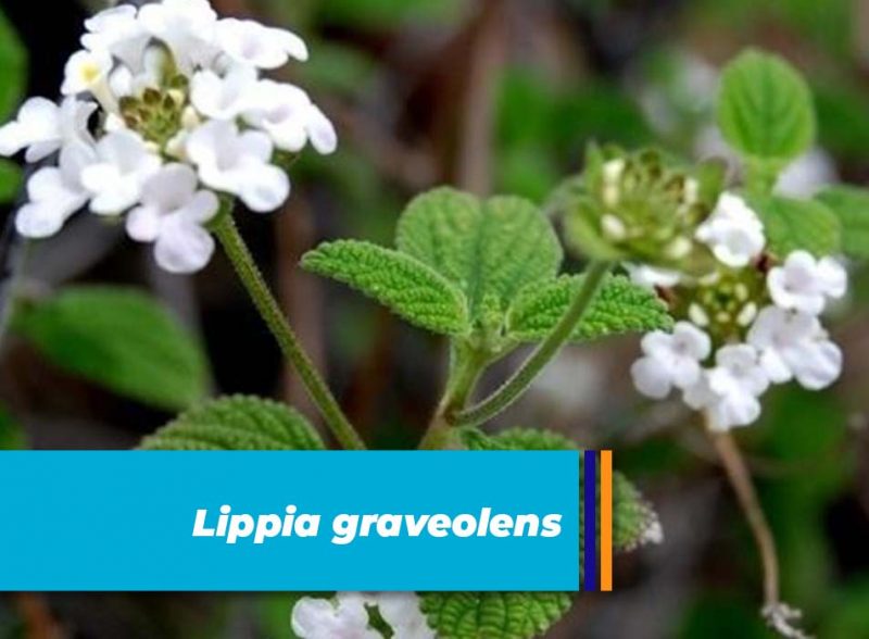 Plantas – Biodiversidad El Marqués