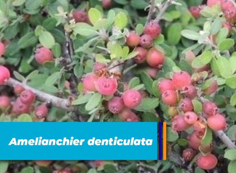 Argemone mexicana – Biodiversidad El Marqués