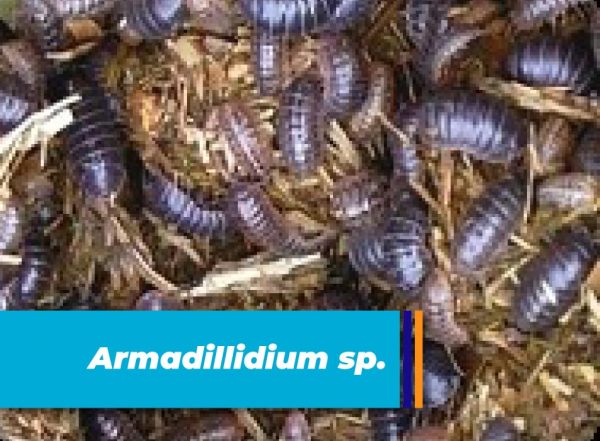 Centruroides sp. – Biodiversidad El Marqués