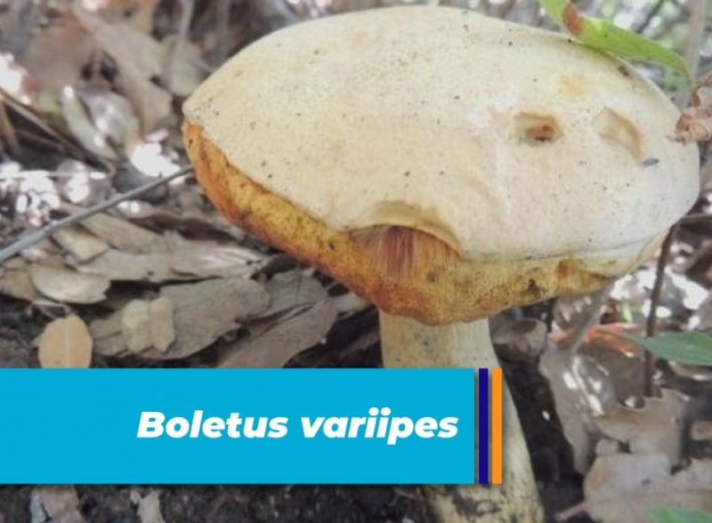 Hongos – Página 5 – Biodiversidad El Marqués