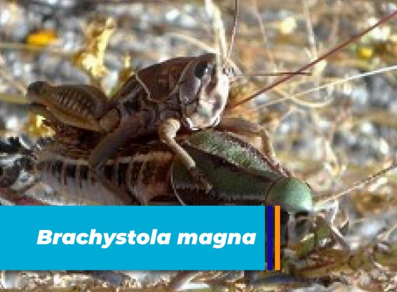 Centruroides sp. – Biodiversidad El Marqués