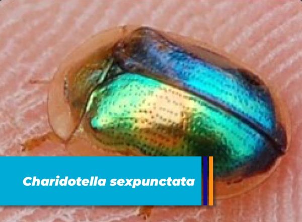 Charidotella sexpunctata – Biodiversidad El Marqués