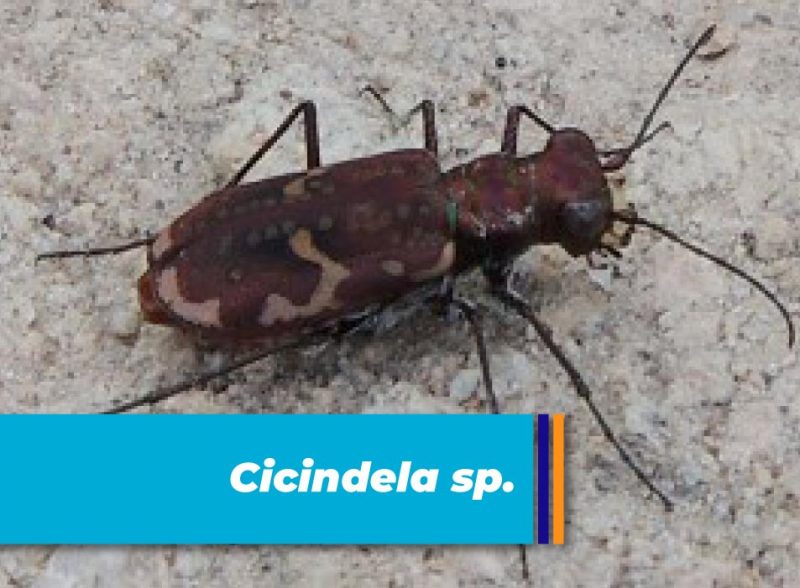 Centruroides sp. – Biodiversidad El Marqués