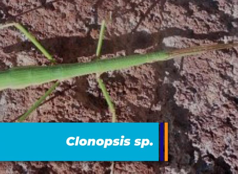 Centruroides sp. – Biodiversidad El Marqués