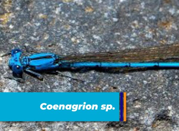 Centruroides sp. – Biodiversidad El Marqués