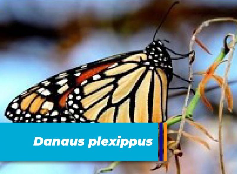 Centruroides sp. – Biodiversidad El Marqués