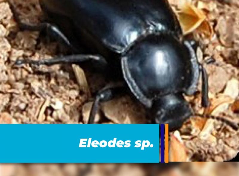 Centruroides sp. – Biodiversidad El Marqués