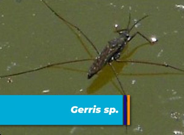 Centruroides sp. – Biodiversidad El Marqués
