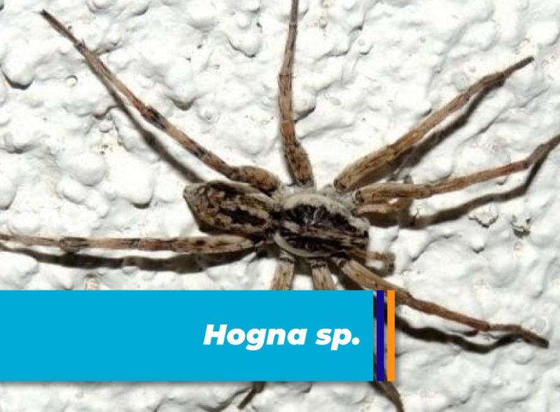 Centruroides sp. – Biodiversidad El Marqués