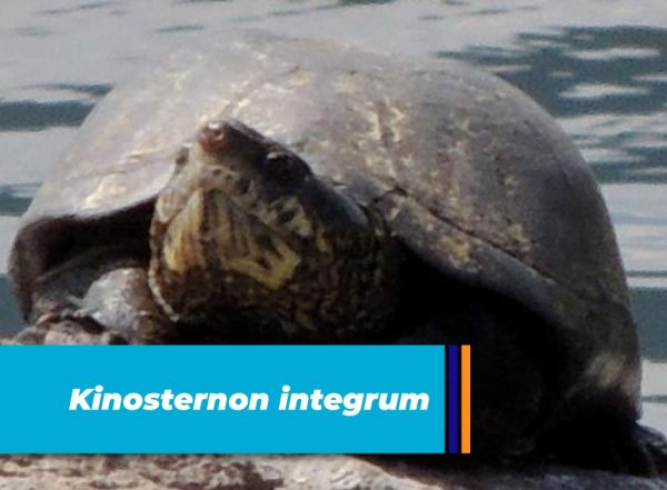 Kinosternon integrum – Biodiversidad El Marqués