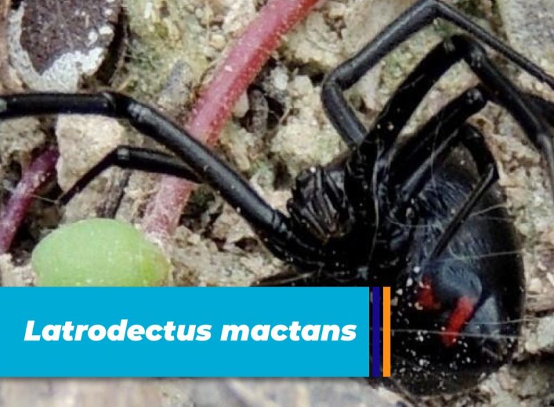 Centruroides sp. – Biodiversidad El Marqués