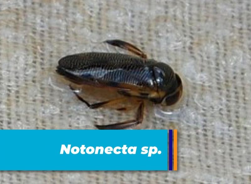 Centruroides sp. – Biodiversidad El Marqués