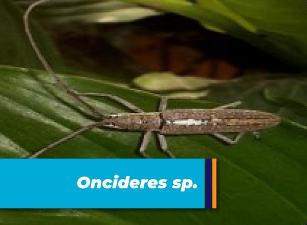 Centruroides sp. – Biodiversidad El Marqués