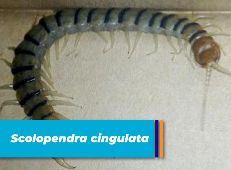 Centruroides sp. – Biodiversidad El Marqués