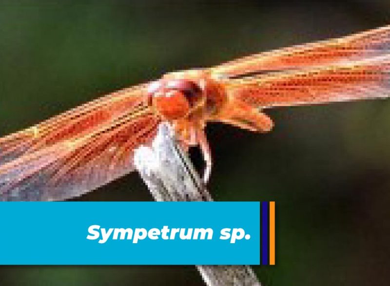 Centruroides sp. – Biodiversidad El Marqués