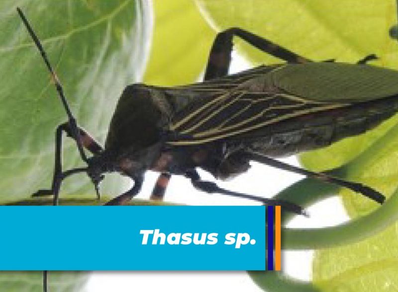 Centruroides sp. – Biodiversidad El Marqués