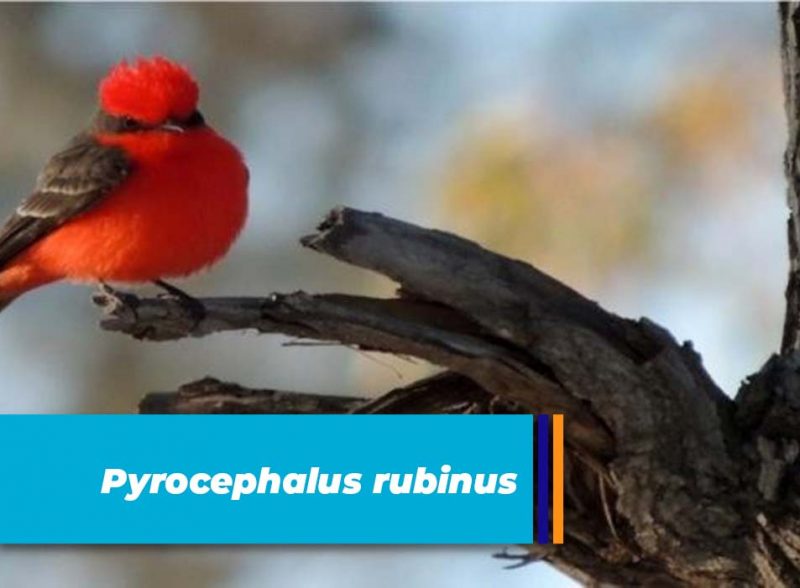 Quiscalus mexicanus – Biodiversidad El Marqués