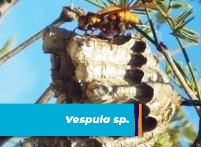 Centruroides sp. – Biodiversidad El Marqués
