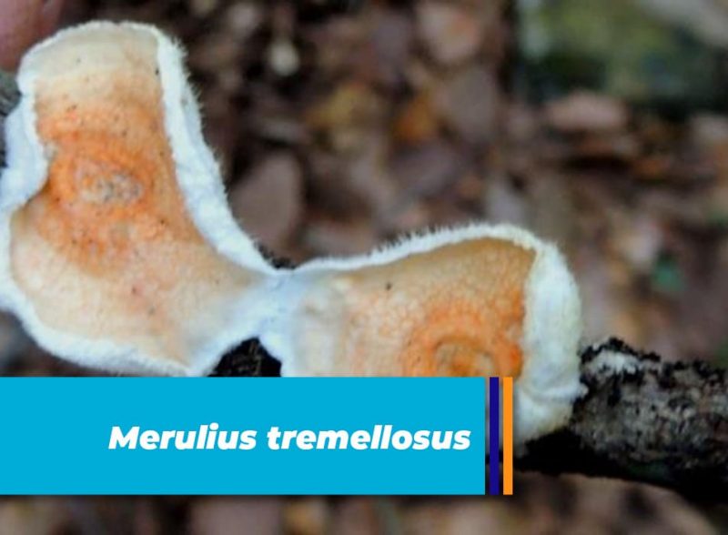 Pycnoporus sanguineus – Biodiversidad El Marqués