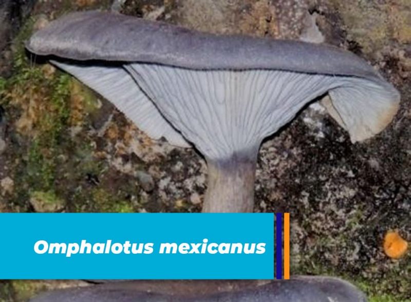 Pycnoporus sanguineus – Biodiversidad El Marqués