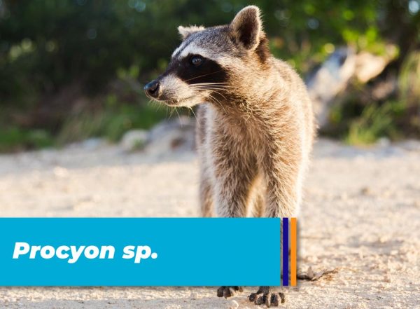 Procyon sp. – Biodiversidad El Marqués