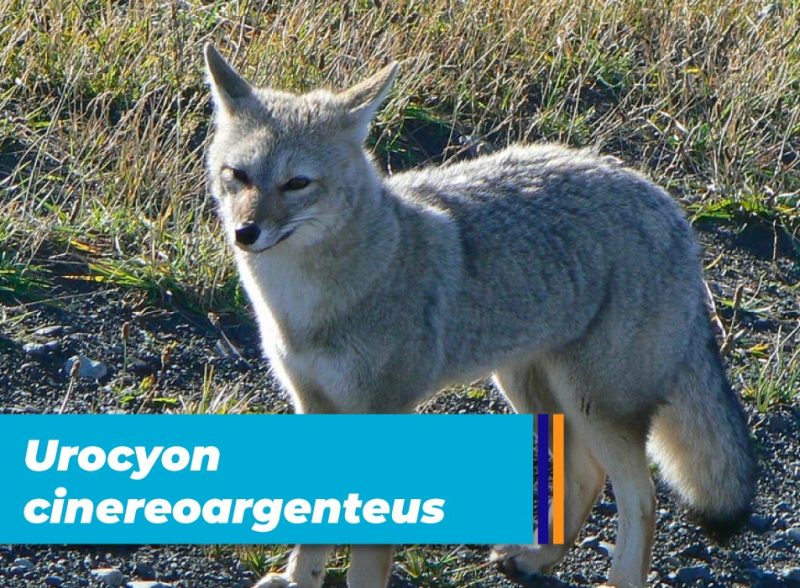 Mamíferos – Biodiversidad El Marqués